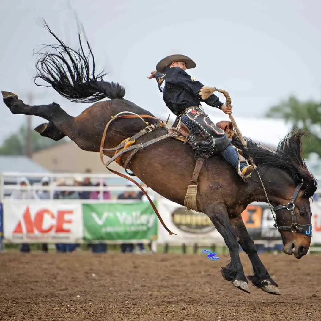 The 2026 World Famous Miles City Bucking Horse Sale - Cowboy Lifestyle ...