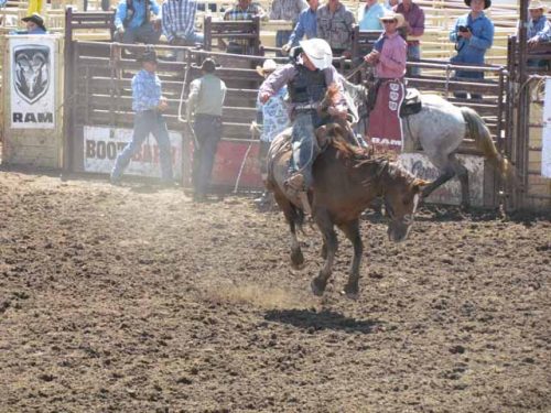 Pro Rodeo Saddle Bronc Riding Photos