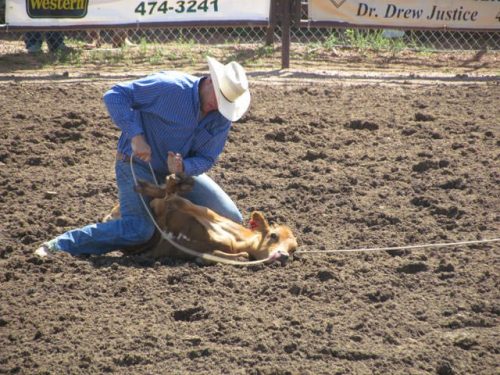 Pro Rodeo Tie Down Roping Photos