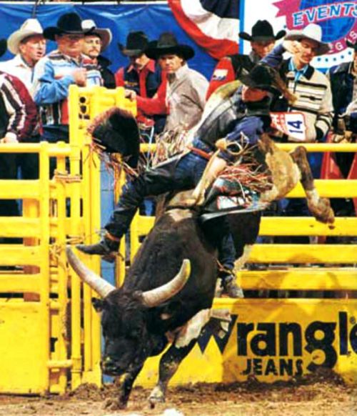What is the Southern Extreme Bull Riding Association (SEBRA)? - Cowboy ...