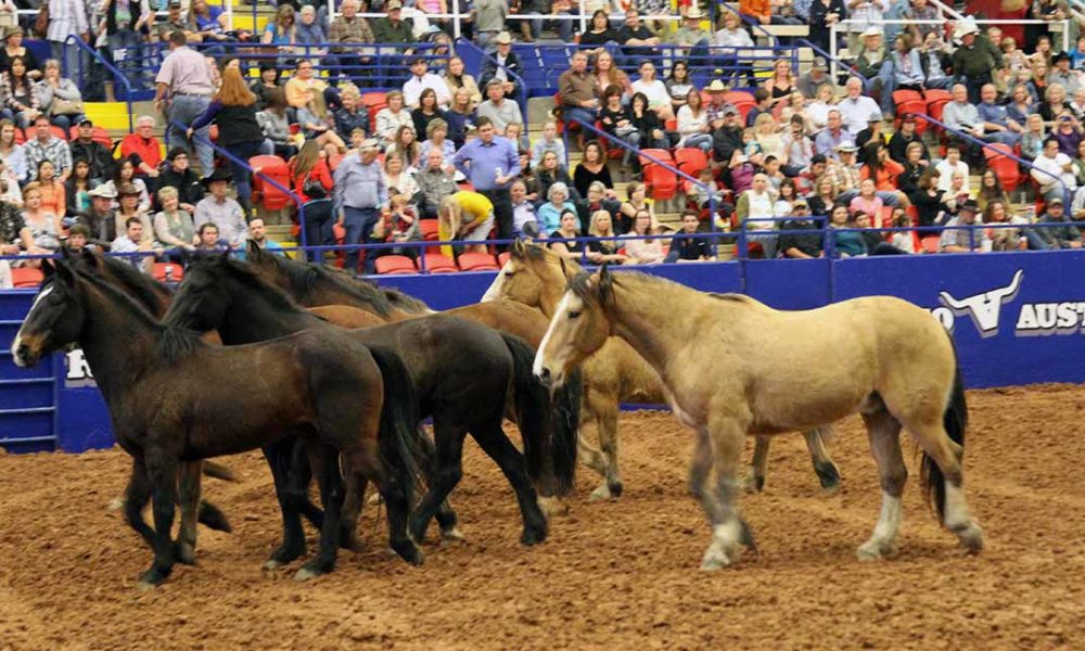 Rodeo Austin 2016 - Cowboy Lifestyle Network