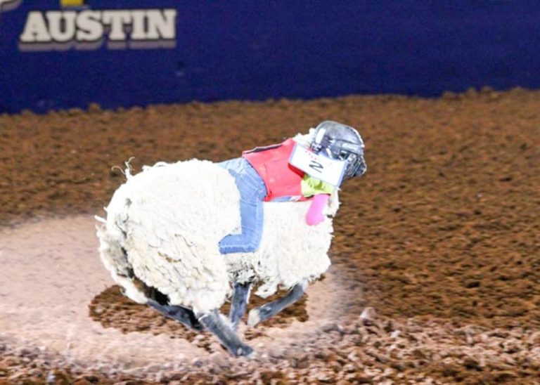 Sheep Riding Kids Participate in Mutton Busting