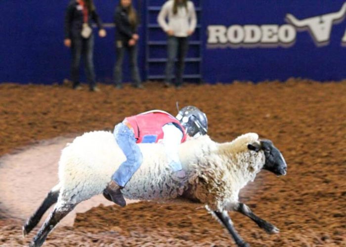 Sheep Riding Kids Participate in Mutton Busting