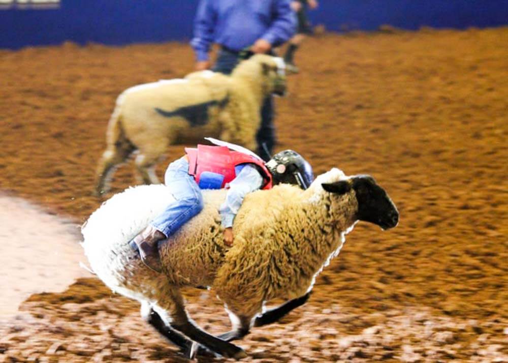Sheep Riding Kids Participate in Mutton Busting