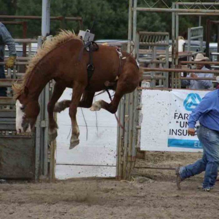 High Plains Bucking in Colorado!