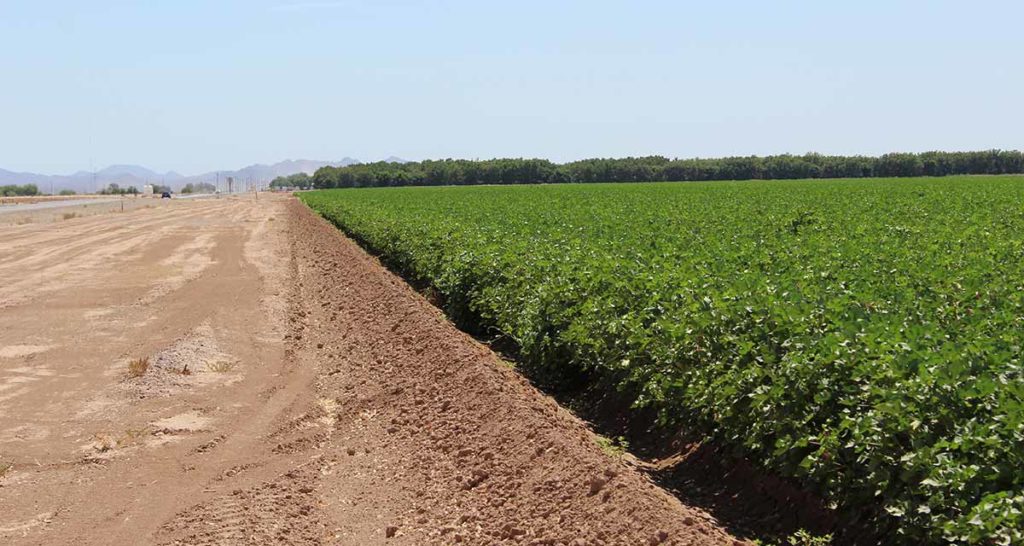 Use of New Technology Helps Ak-Chin Farms Achieve Bountiful Harvest ...