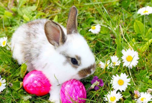 Feast on Scrumptious Easter Specials within The Ak-Chin Indian ...