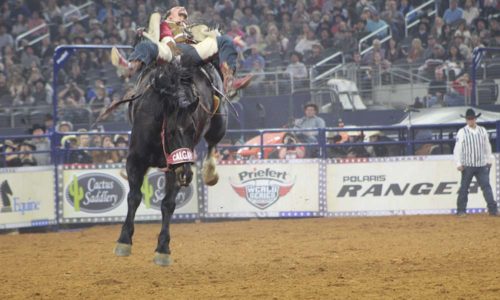 5 Things Bucking Horses Wish You Knew - Cowboy Lifestyle Network