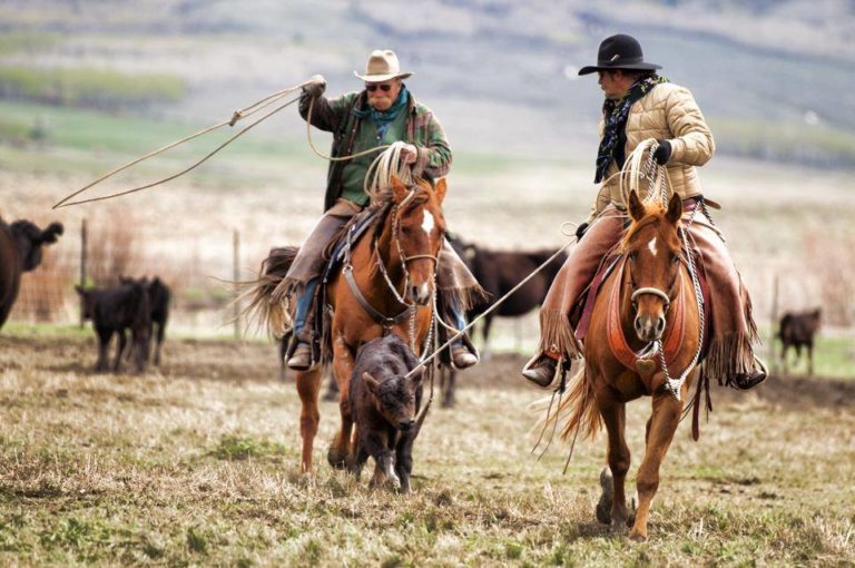 Differences Between Cowpunchers & Buckaroos - Cowboy Lifestyle Network