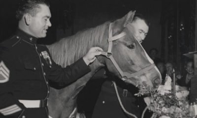 Sergeant Reckless, The Most Decorated War Horse In History - Cowboy ...
