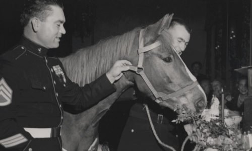 Sergeant Reckless, The Most Decorated War Horse In History - Cowboy ...