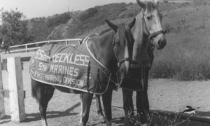 Sergeant Reckless, The Most Decorated War Horse In History - Cowboy ...
