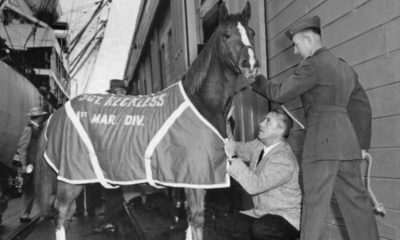 Sergeant Reckless, The Most Decorated War Horse In History - Cowboy ...