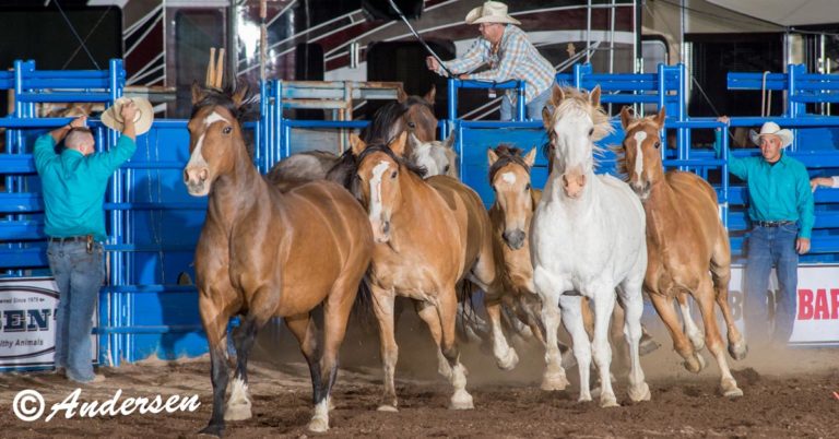 Flagstaff Pro Rodeo 2025 - Cowboy Lifestyle Network