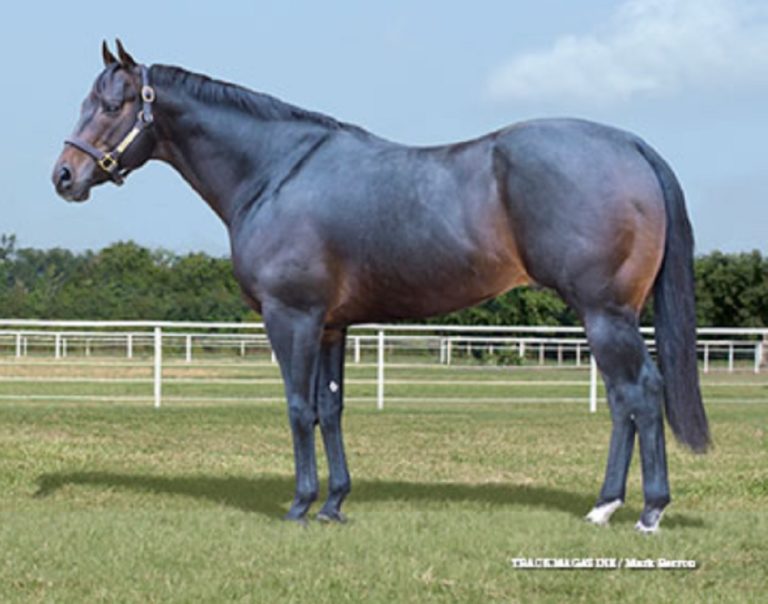 2019 Top 10 AQHA Leading Sires by Money Earned - Cowboy Lifestyle Network