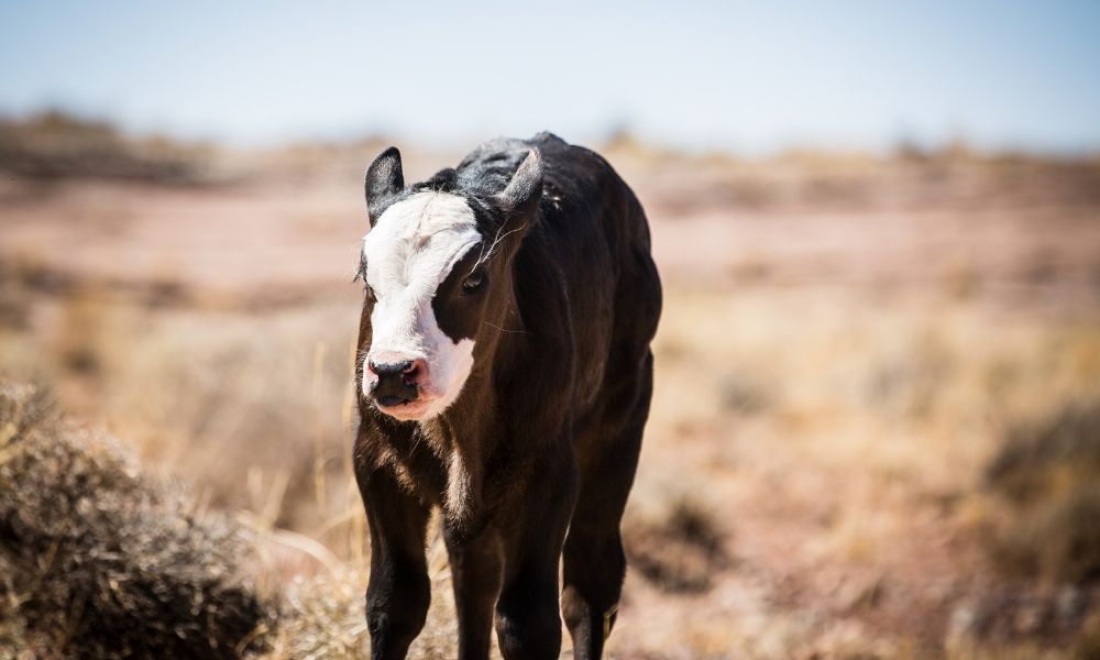 Western Way of Life - Cowboy Lifestyle Network