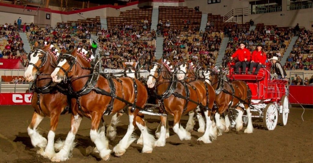 The Grand National Rodeo 2019 - Cowboy Lifestyle Network