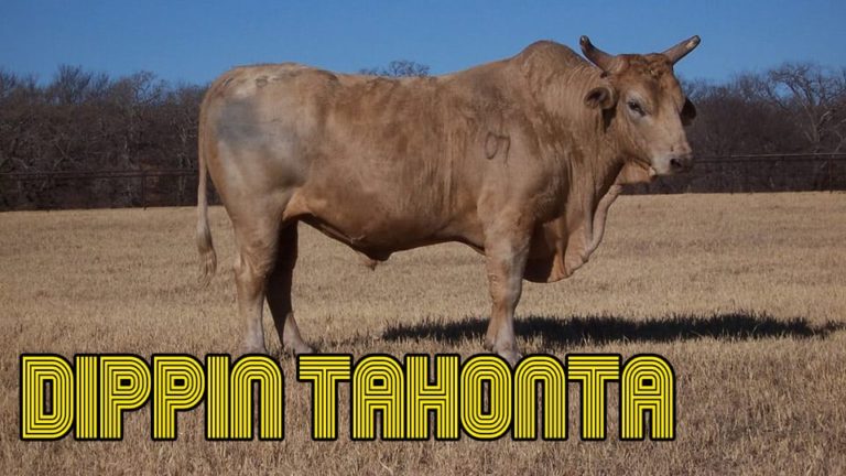 Most Dangerous Bulls of Rodeo History - Cowboy Lifestyle Network