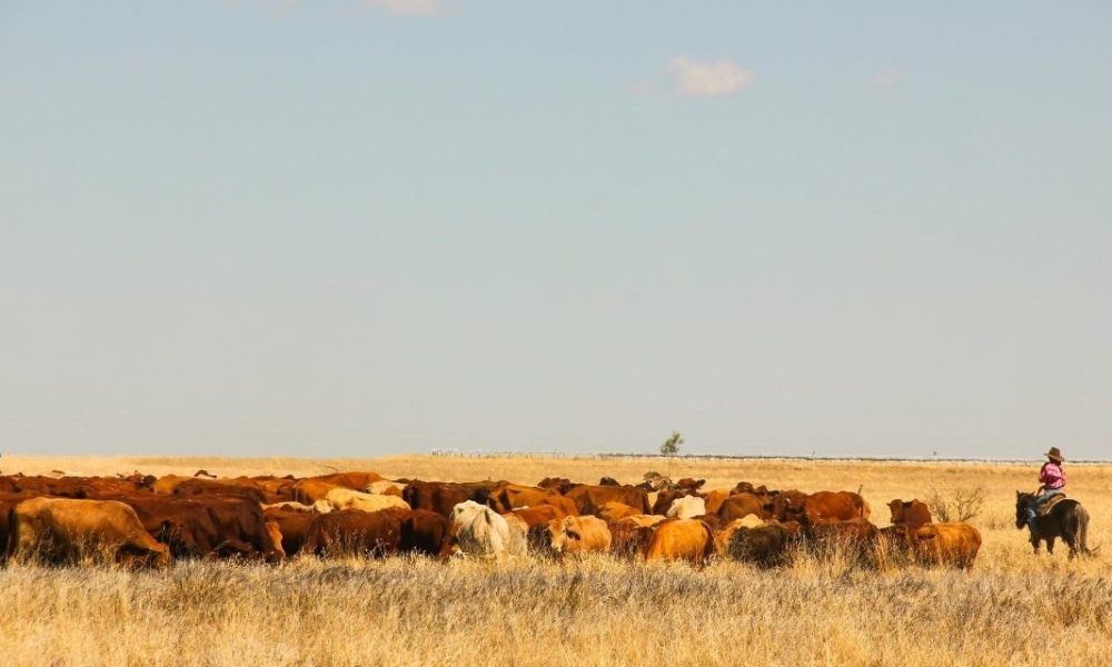 Historic Working Dude Ranches - Cowboy Lifestyle Network