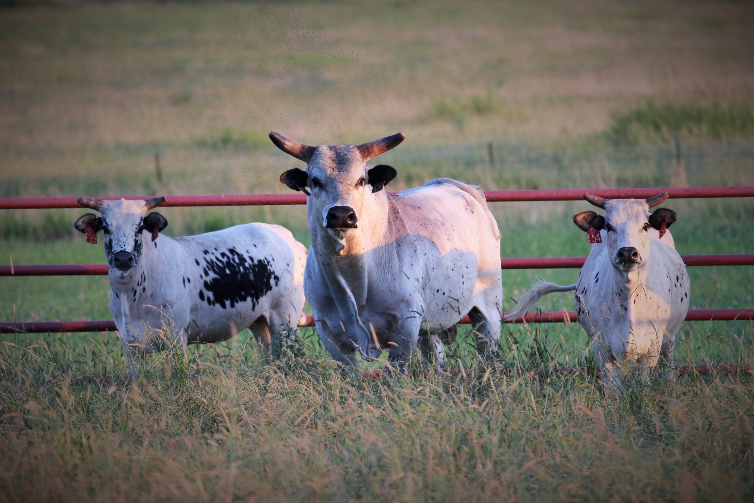 Animal Welfare in Rodeo Livestock - Cowboy Lifestyle Network