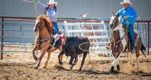 Team Roping: Rodeo 101 - Cowboy Lifestyle Network