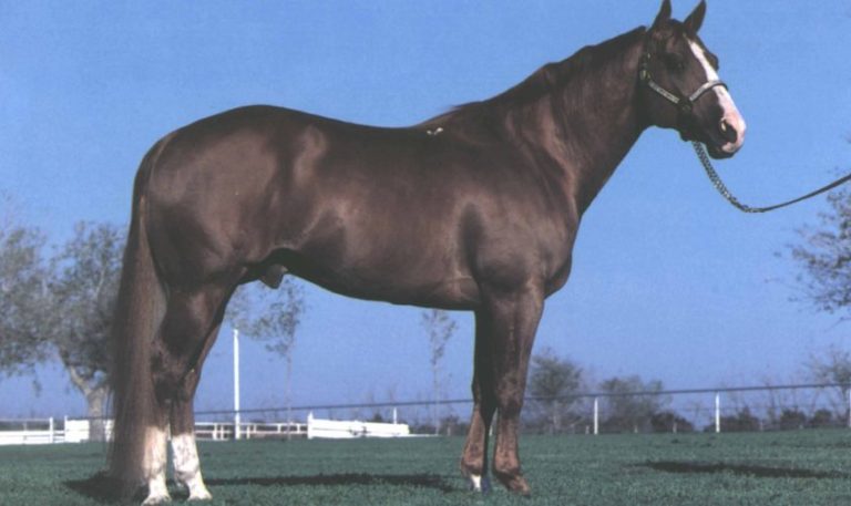 Top 5 Iconic AQHA Sires - Cowboy Lifestyle Network