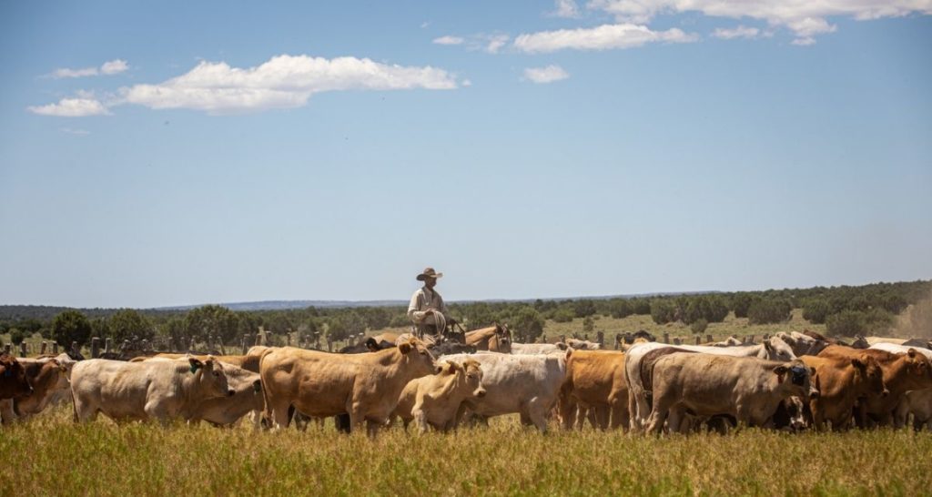 Diamond A Ranch: Arizona's Largest Working Cattle Ranch