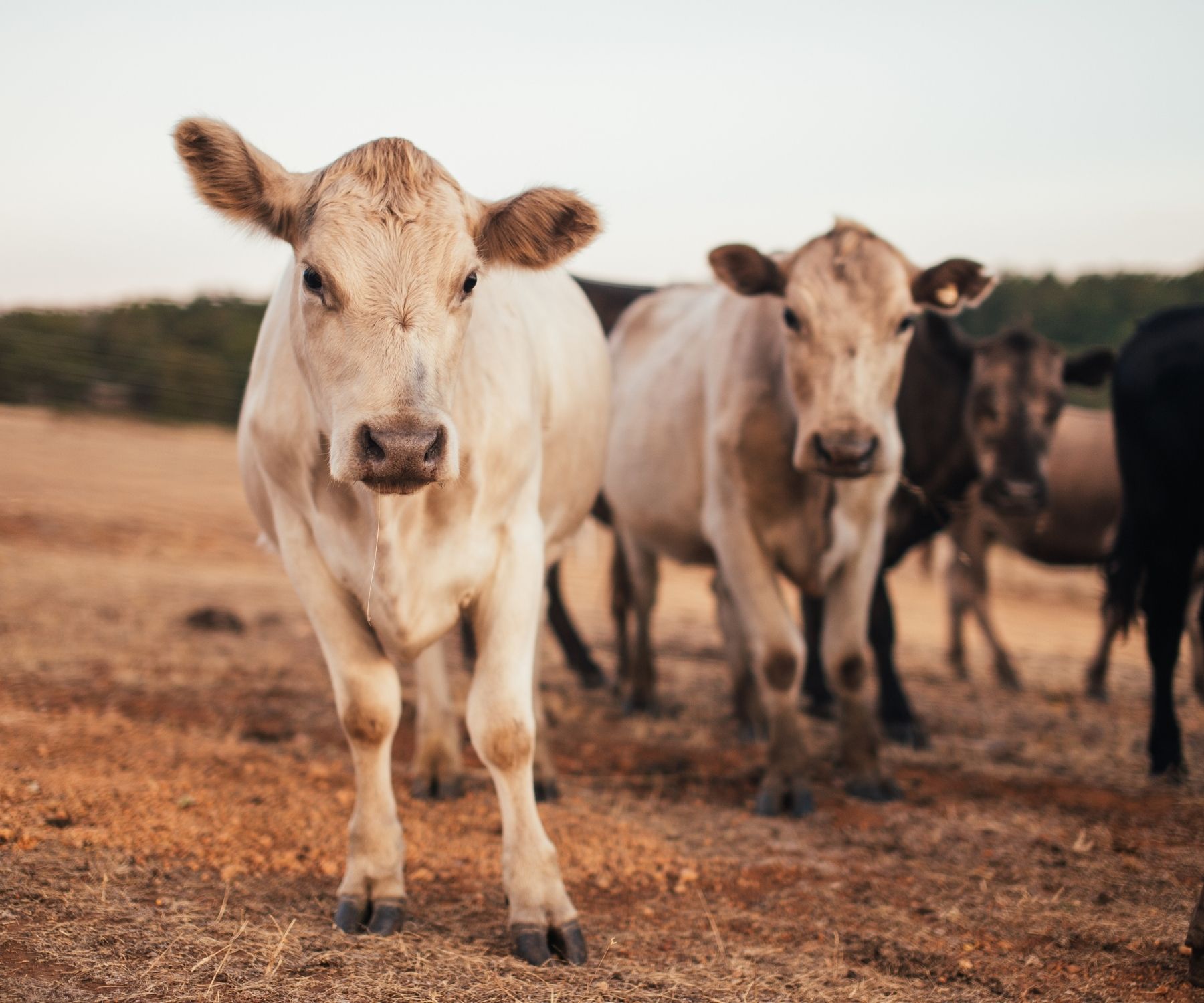 The Fundamentals of a Great Farmhouse - Cowboy Lifestyle Network