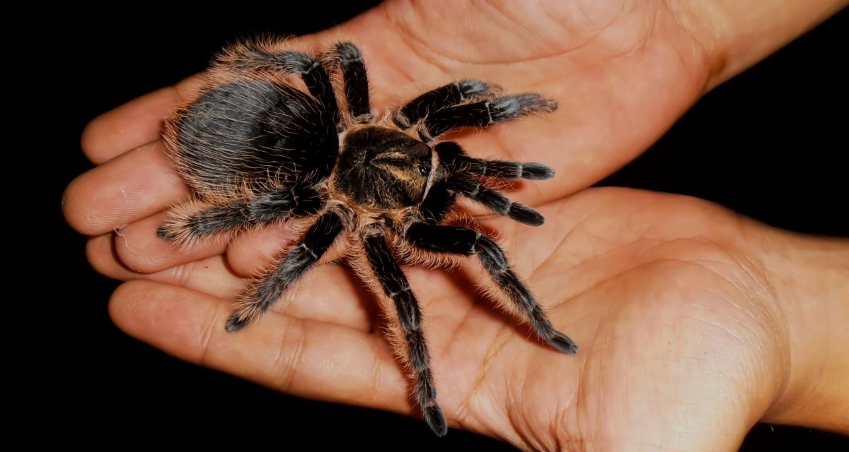 Discover Navajo Nation: Navajo Nation Zoo & Botanical Park