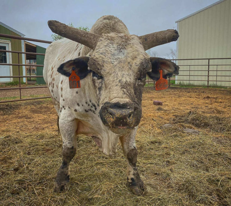 Berger Bucking Bulls Most Legendary Bucking Bulls