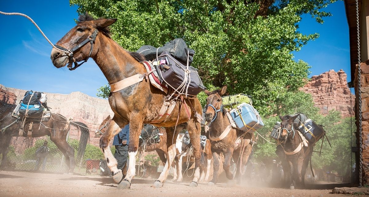 What you Need to Know About the Hualapai Indian Tribe