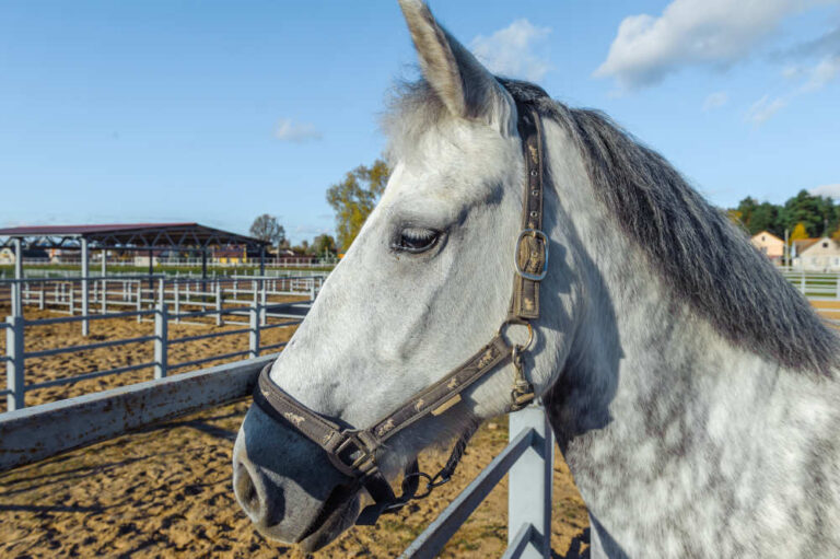 From the Eyes of a Horse Hauler - Cowboy Lifestyle Network