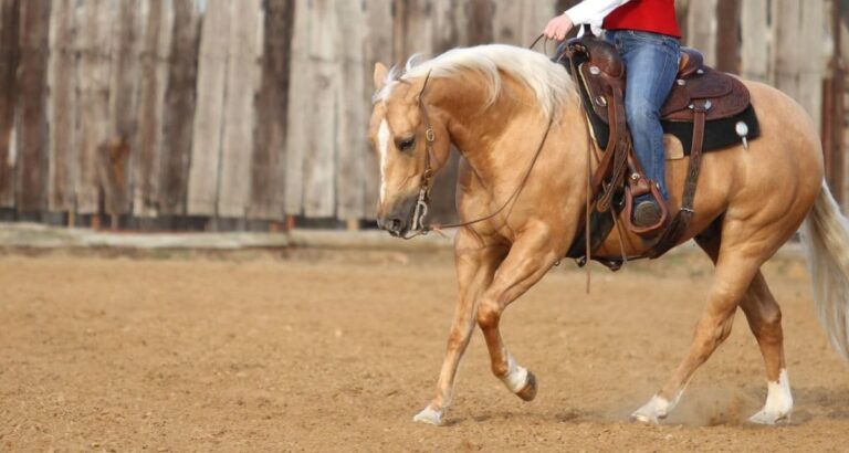 The Road to Success Starts with Basic Horsemanship