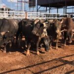 Top 10 Cowboy Towns of 2020 - Cowboy Lifestyle Network