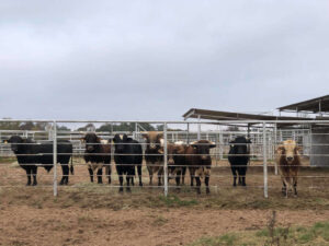 Andrews Rodeo Company Takes on Helotes Cornyval & PRCA Rodeo 2022 ...