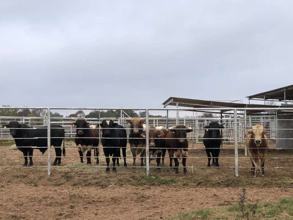Andrews Rodeo Company Takes on Helotes Cornyval & PRCA Rodeo 2022 ...