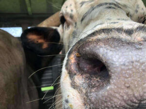 Andrews Rodeo Company Takes on Helotes Cornyval & PRCA Rodeo 2022 ...