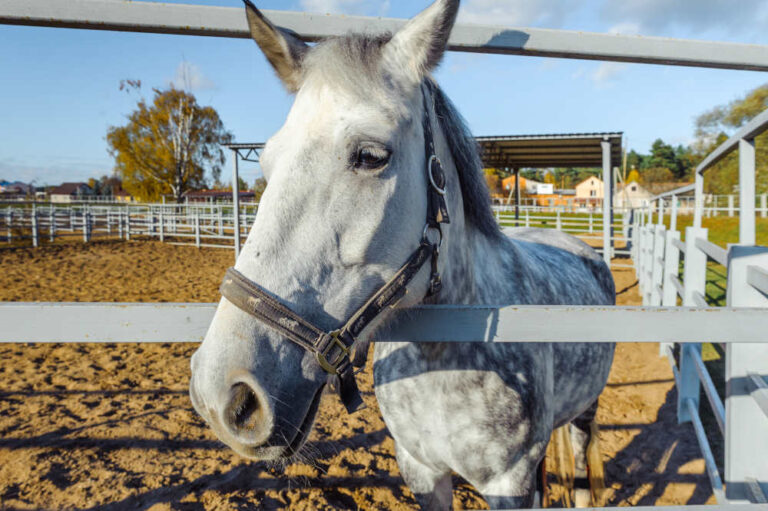 From the Eyes of a Horse Hauler - Cowboy Lifestyle Network