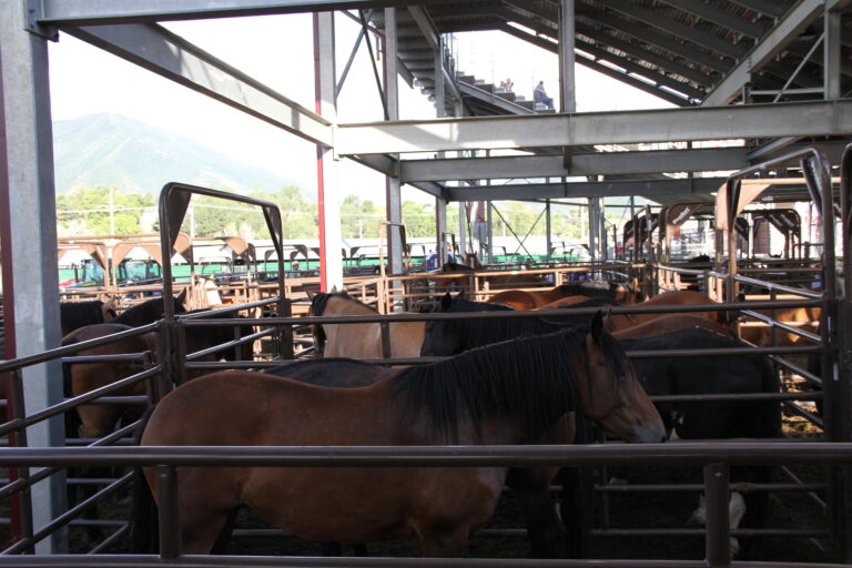 It's Time for Spanish Fork Fiesta Days 2022 - Cowboy Lifestyle Network