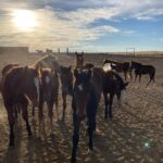 Vold Rodeo: Rodeo Stock Contracting, It’s a Family Business