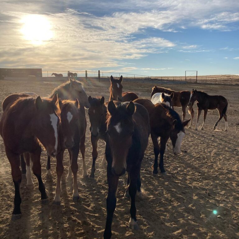 Vold Rodeo: Rodeo Stock Contracting, It’s a Family Business