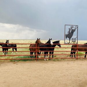 Vold Rodeo: Rodeo Stock Contracting, It’s a Family Business