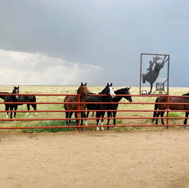 Vold Rodeo: Rodeo Stock Contracting, It’s a Family Business