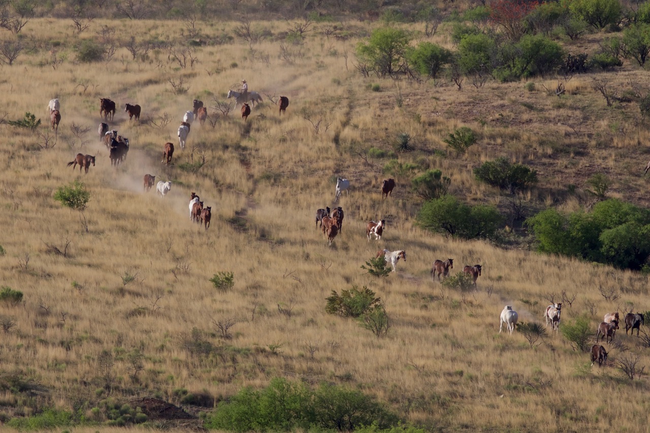 Take a Trip to Visit the Elk Horn Ranch in Southern Arizona