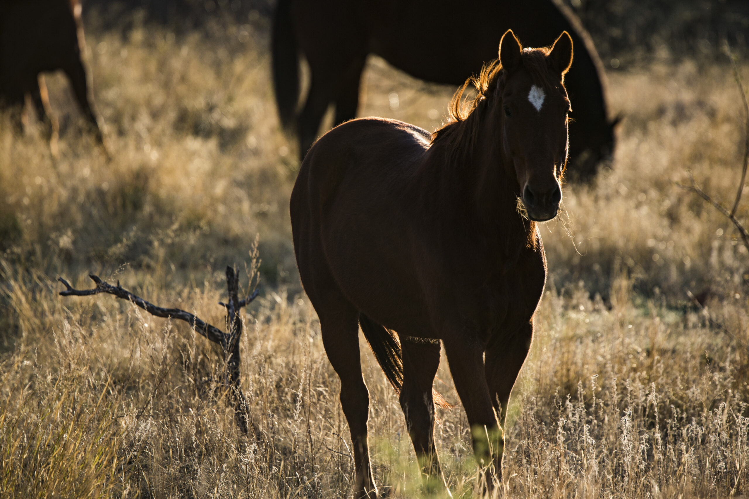 Take a Trip to Visit the Elk Horn Ranch in Southern Arizona