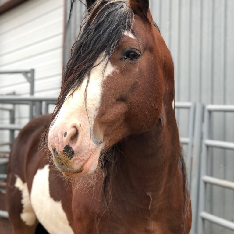 Vold Rodeo: Rodeo Stock Contracting, It’s a Family Business