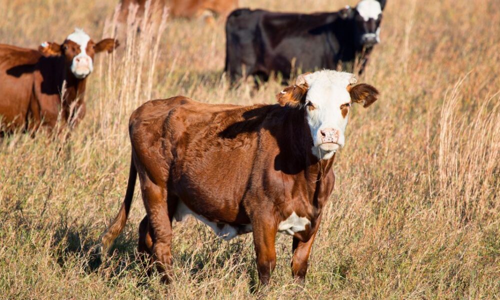 5 Benefits of Pasture, Rangeland, and Forage Insurance