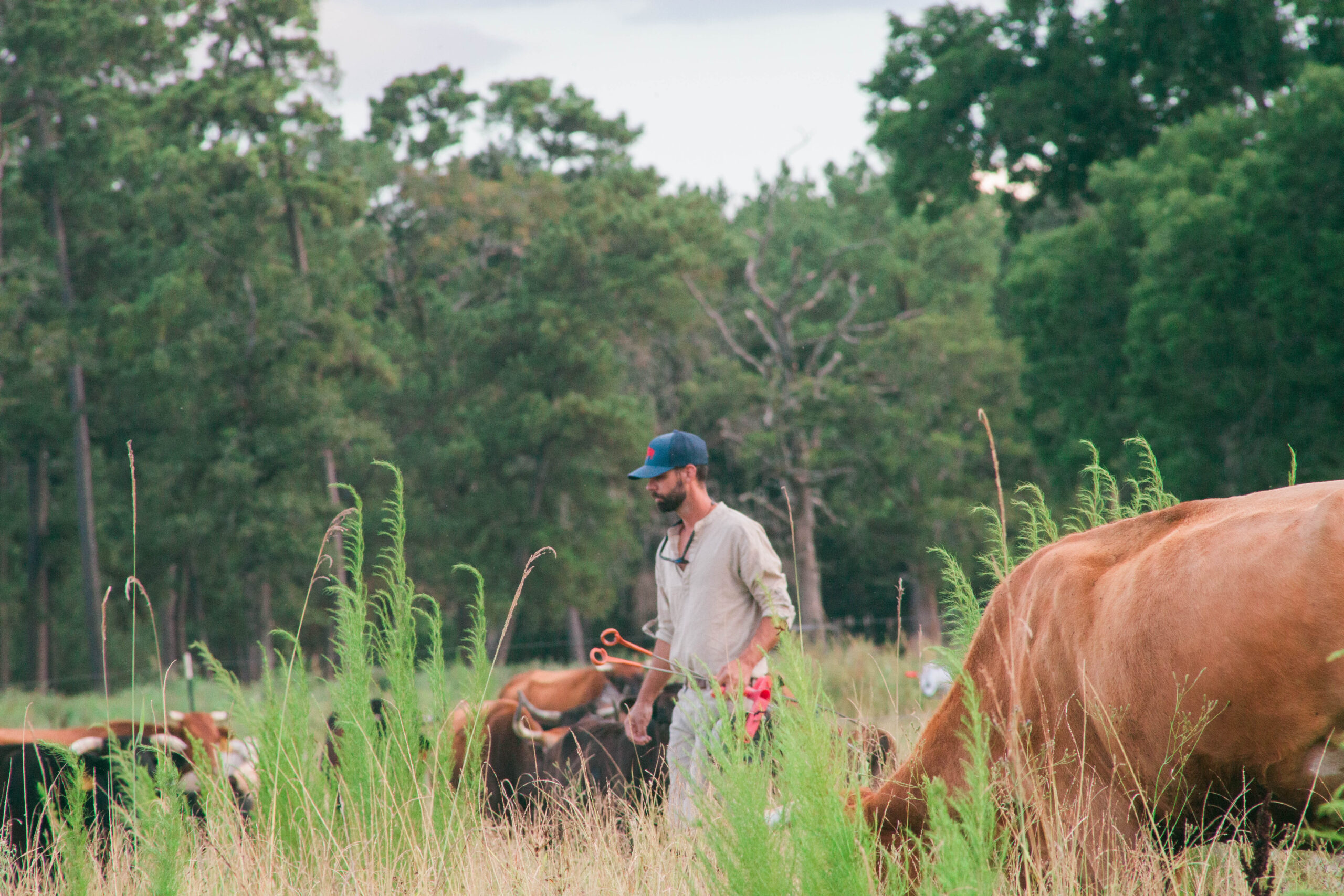 A Sustainable Take on Ranching and the Beef Industry