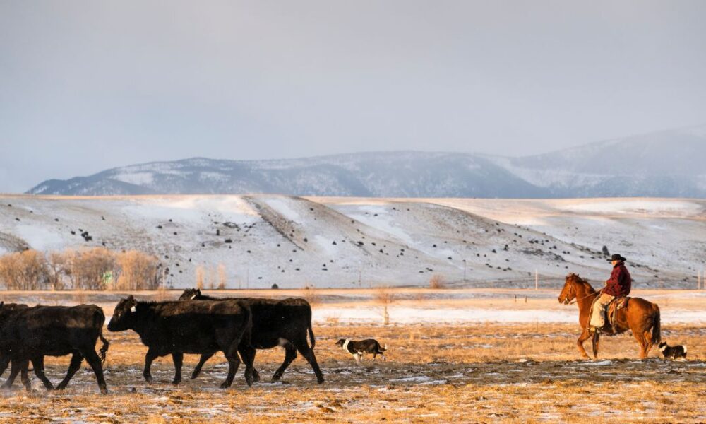 Top 5 Cowboy Heirlooms - Cowboy Lifestyle Network