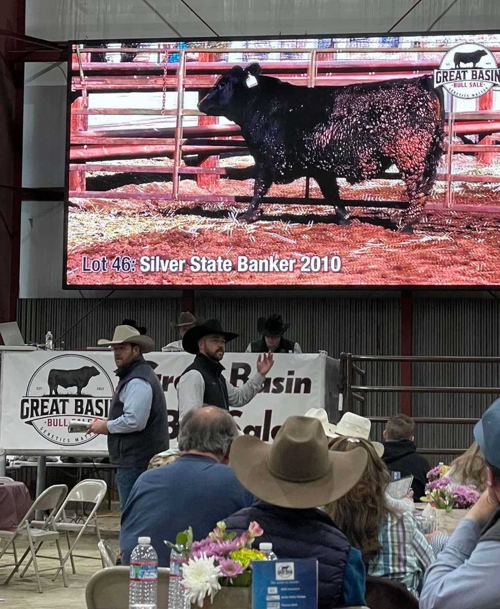 CKP Insurance Sponsors the First Annual Great Basin Bull Sale - Cowboy ...